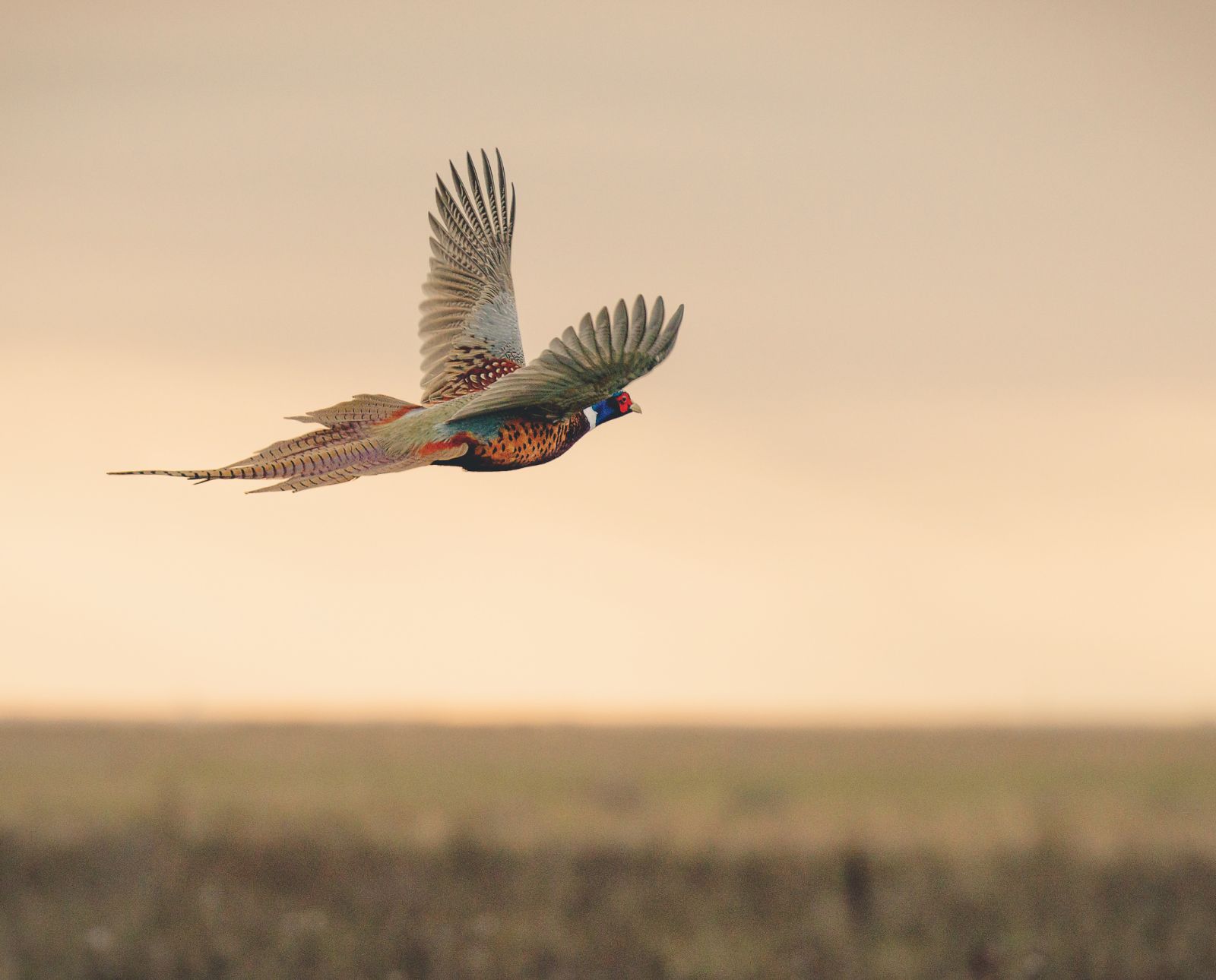 flushing-rooster-pheasant-against-sunrise - Project Upland