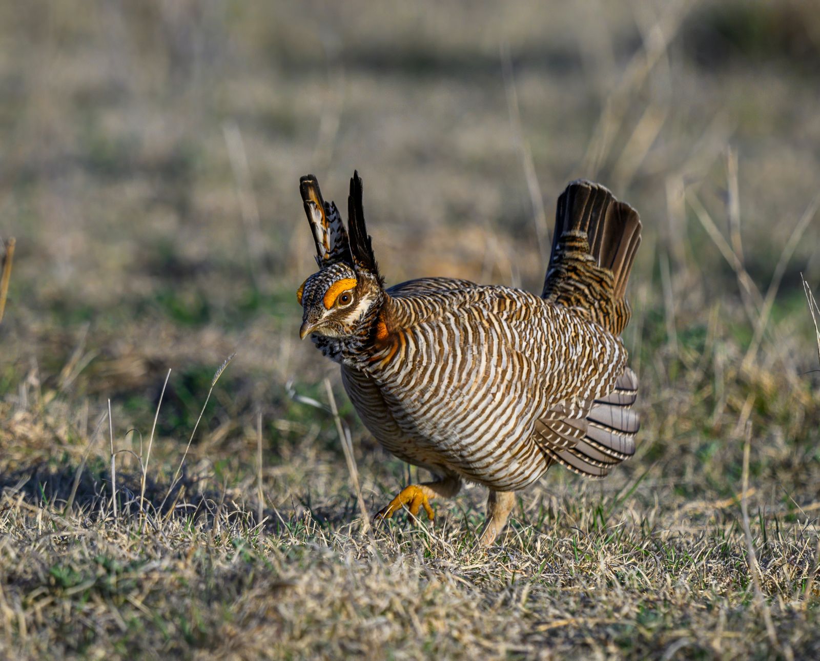 displaying-lesser-prairie-chicken-kansas-seth-owens - Project Upland