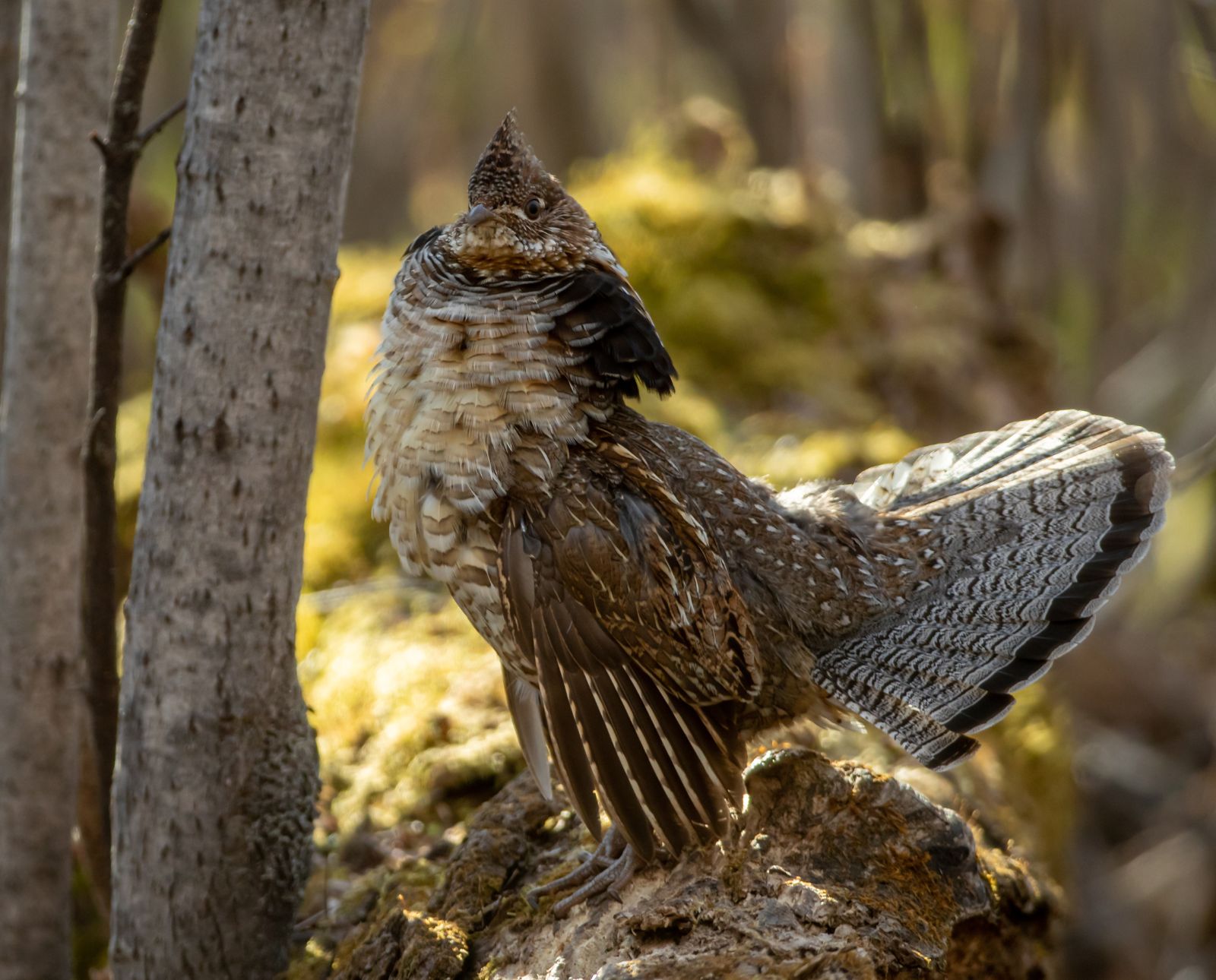 drumming-ruffed-grouse-minnesota-drum-counts - Project Upland