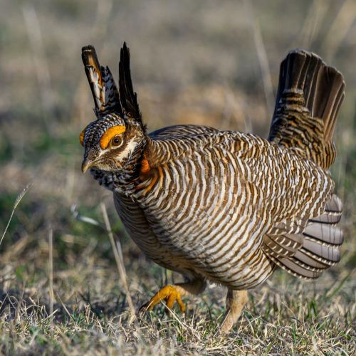 The Lesser Prairie Chicken - A Prairie Gladiator - Project Upland
