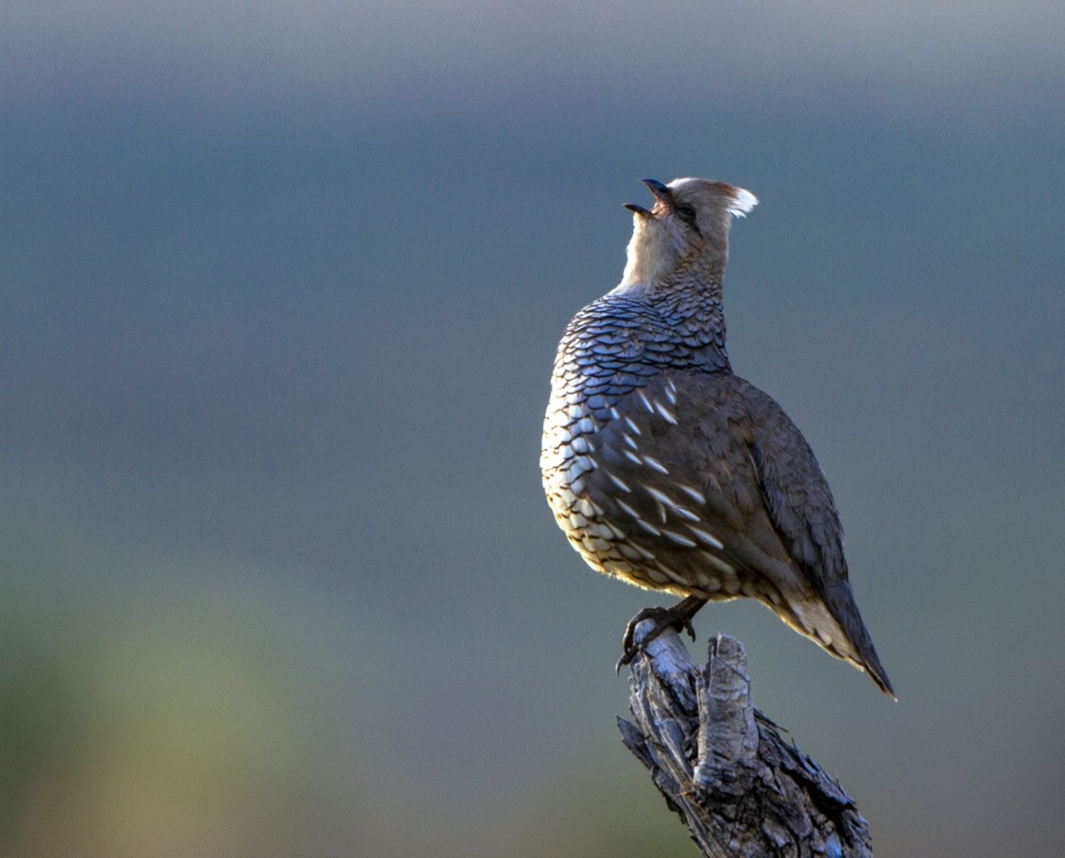 Scaled (Blue) Quail Articles, Science, Conservation, and Hunting