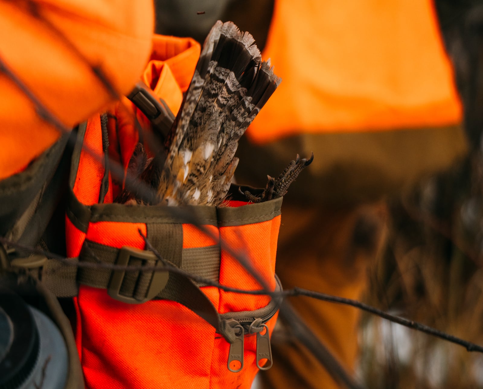 Complete Guide to Hunting Ruffed Grouse from Scouting to Tactics