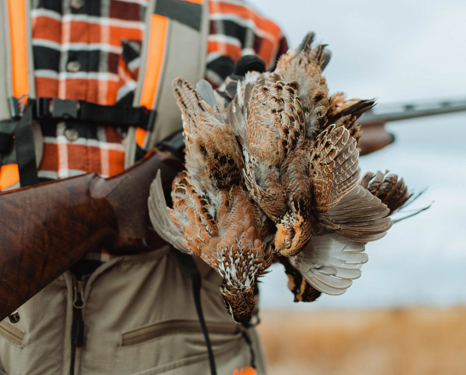 Bobwhite Quail Articles, Science, Conservation, and Hunting