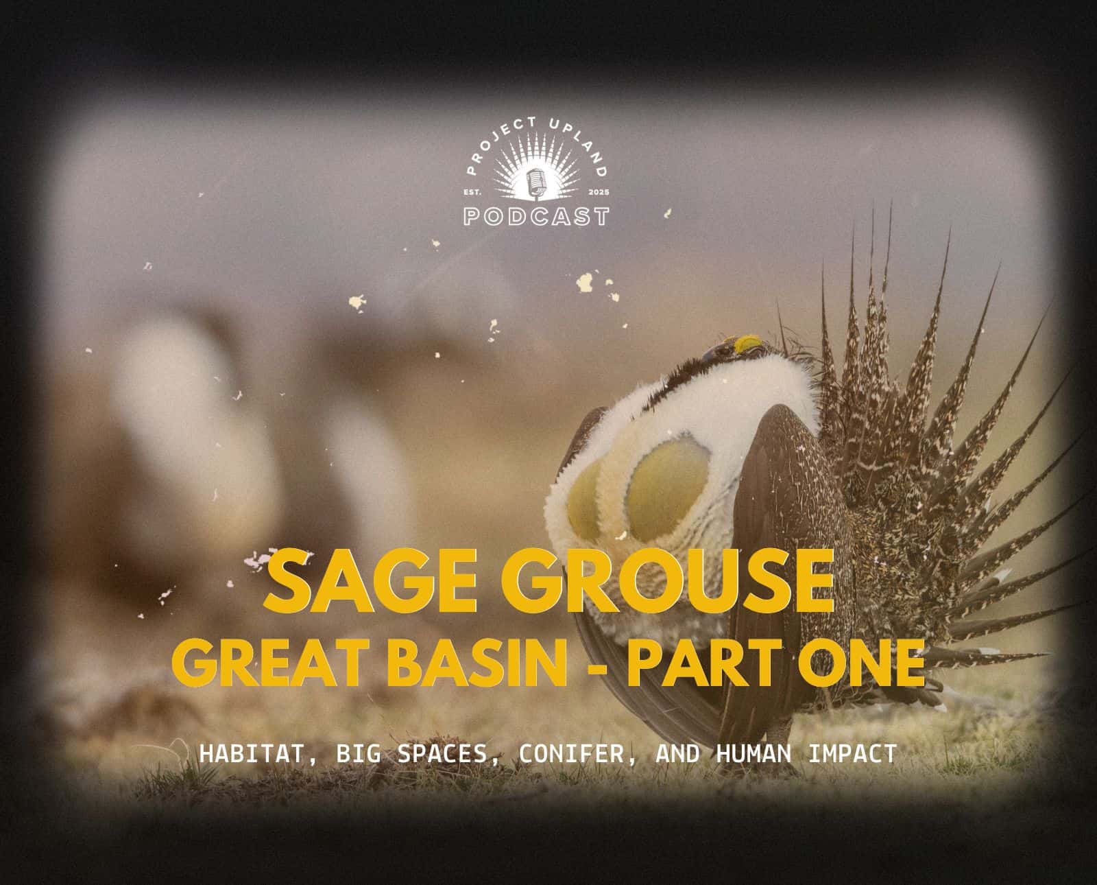 We're Not Sick Of Talking About Sage Grouse - Project Upland