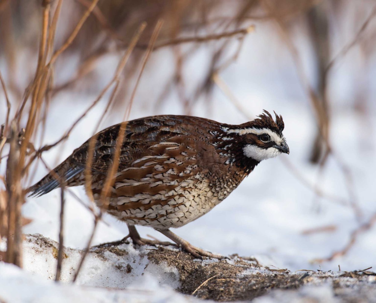 Bobwhite Quail Articles, Science, Conservation, and Hunting
