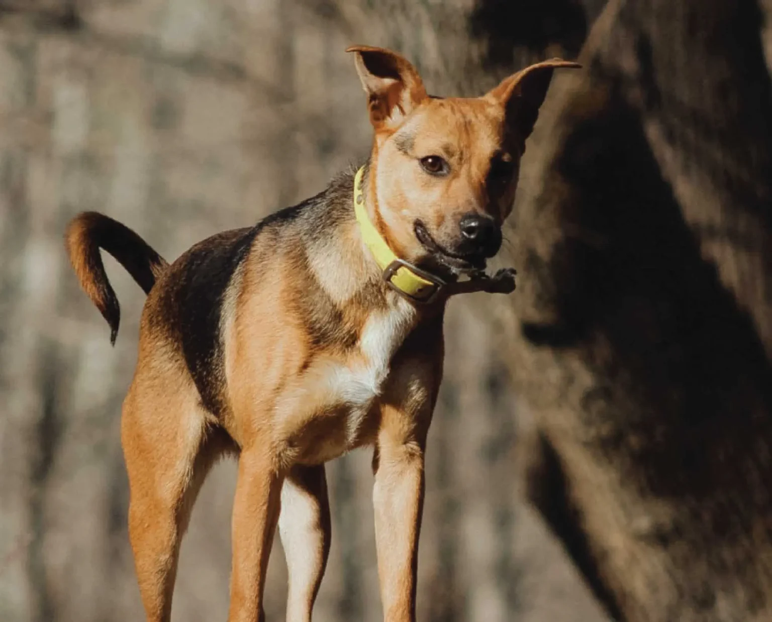 Mountain Feist, Treeing Feist - A Look at Squirrel Hunting Dogs