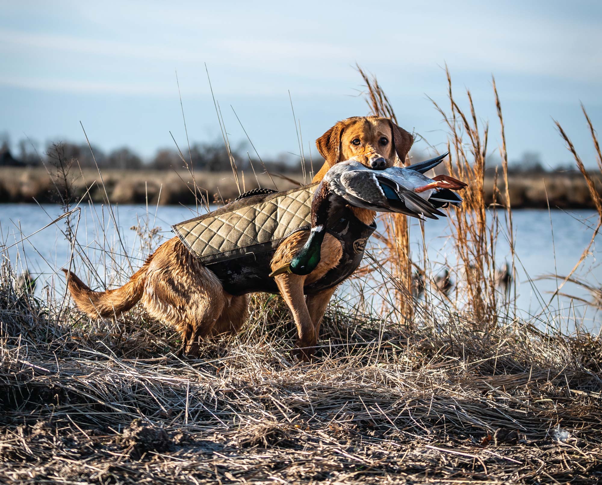 A-british-lab-retrieving-a-duck - Project Upland