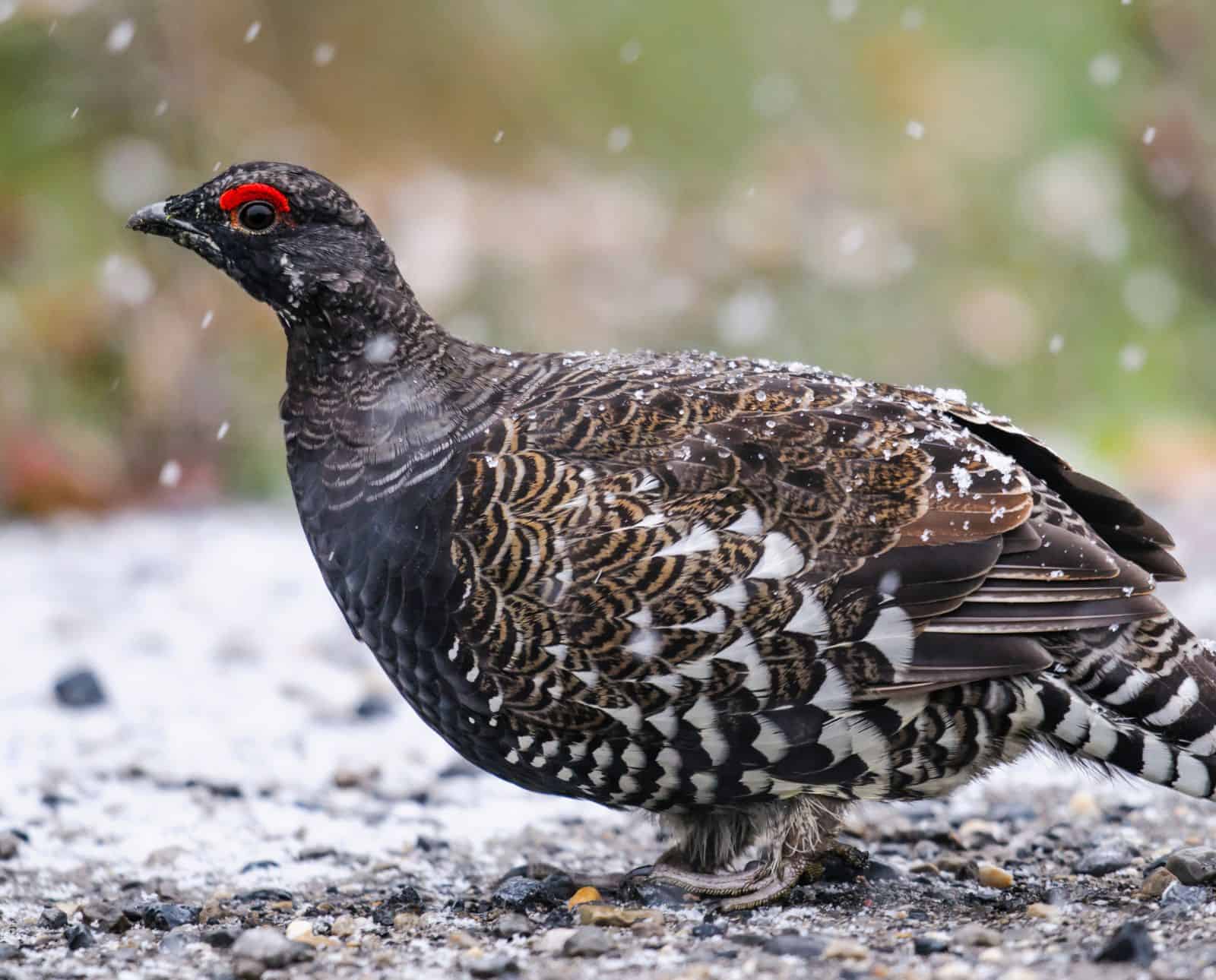 A-spruce-grouse-in-snow - Project Upland