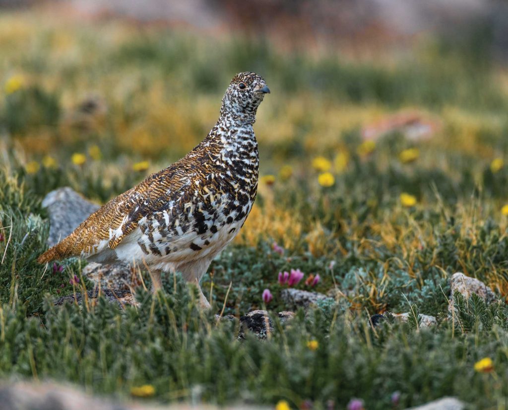 Upland Bird Hunting in Alberta: Grouse, Ptarmigan, And More - Project ...