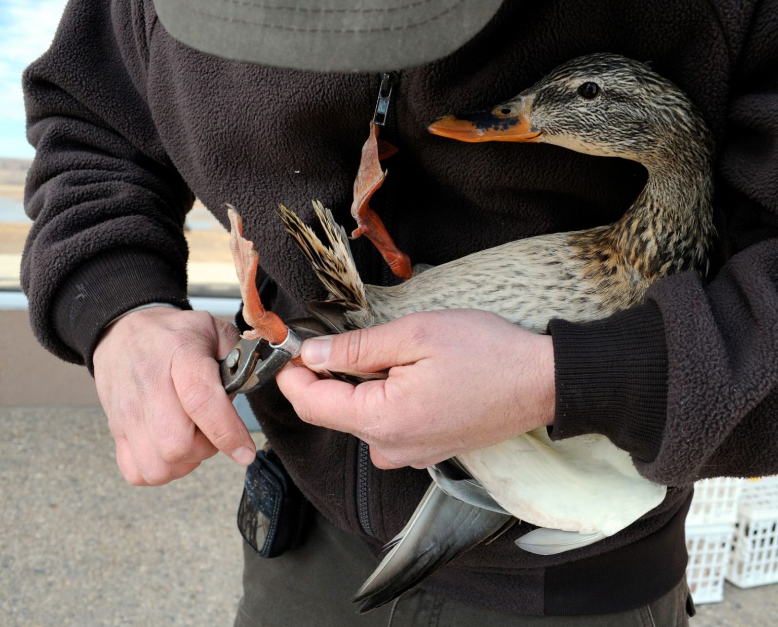 Why Biologists Band Waterfowl - Project Upland