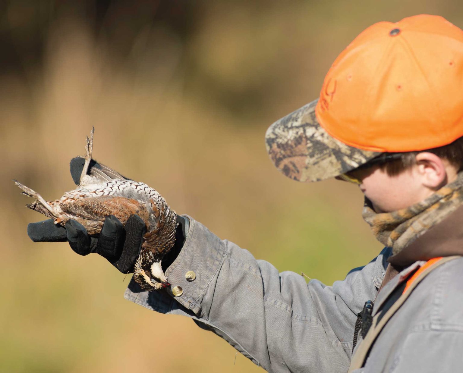 Upland Bird Hunting in New Mexico: Quail, Grouse, and Doves - Project ...