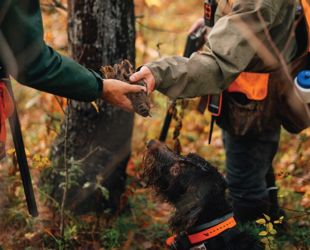 Upland Bird Hunting in New Mexico: Quail, Grouse, and Doves - Project ...