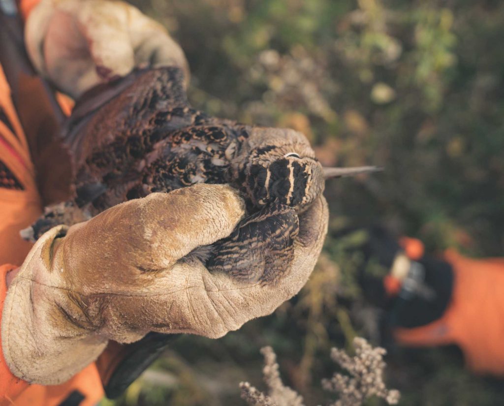 Upland Bird Hunting in New Mexico: Quail, Grouse, and Doves - Project ...