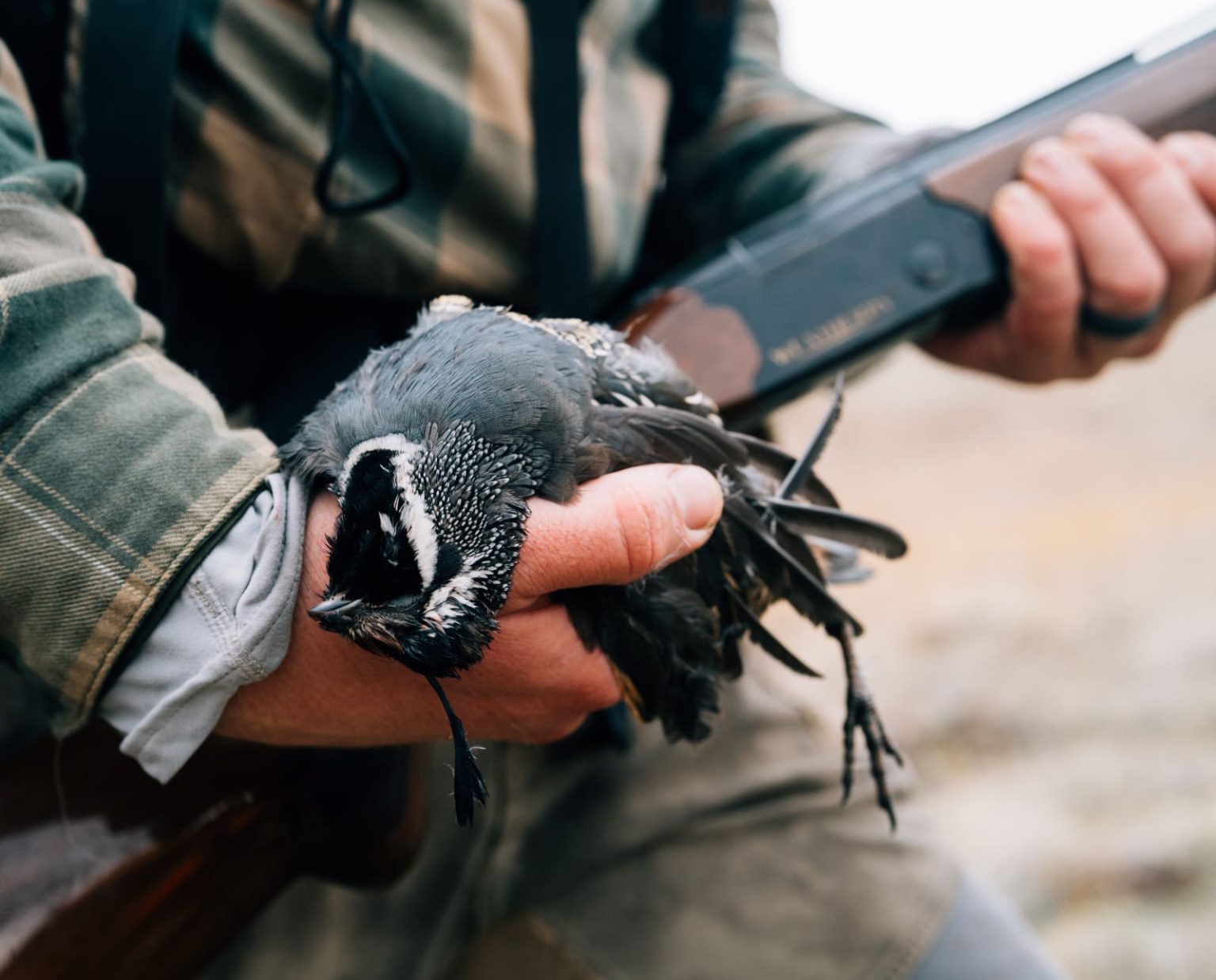 Bird Hunting in Nevada, Quail, Chukar, Grouse, Snowcock, Pheasant