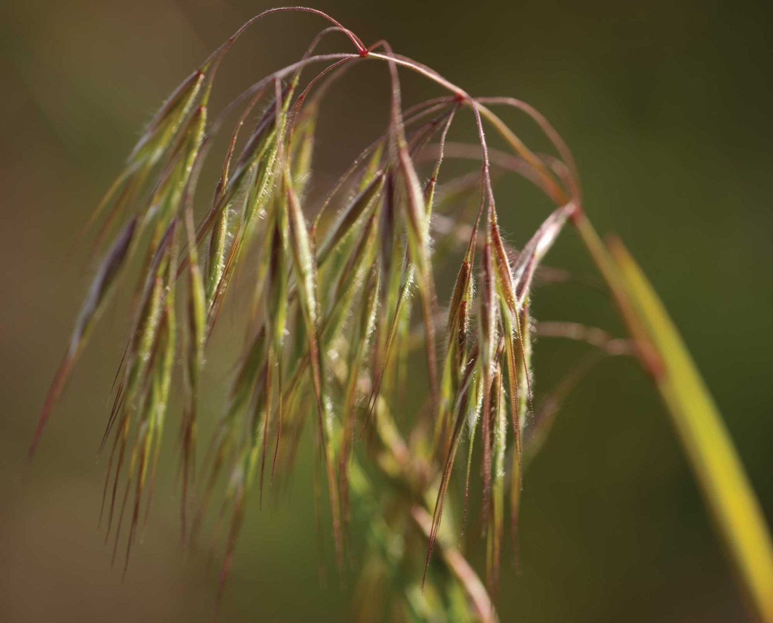 Invasive Cheatgrass: A Danger to Dogs and the Environment
