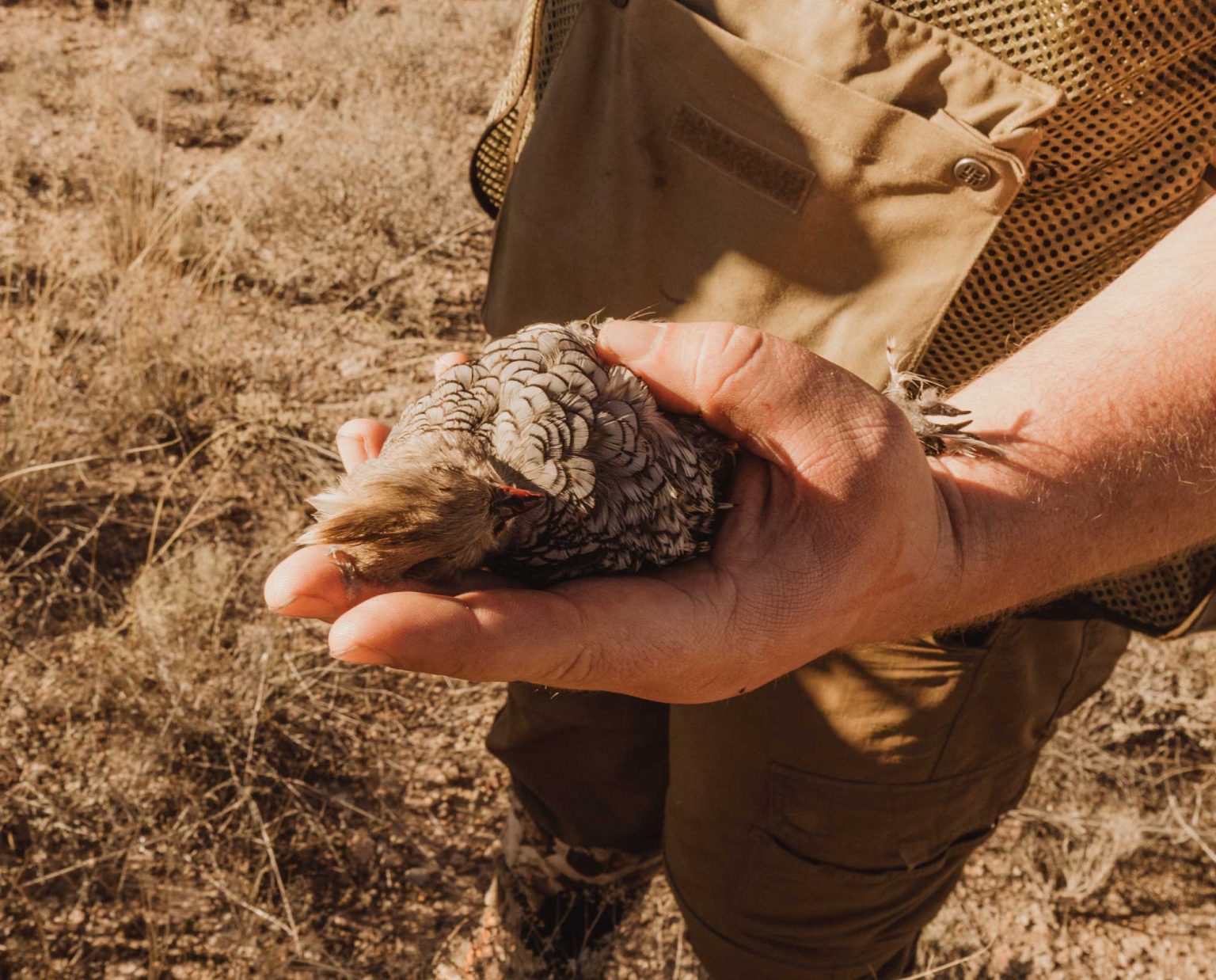 What Chokes and Shot Size to Use for Dove Hunting - Project Upland