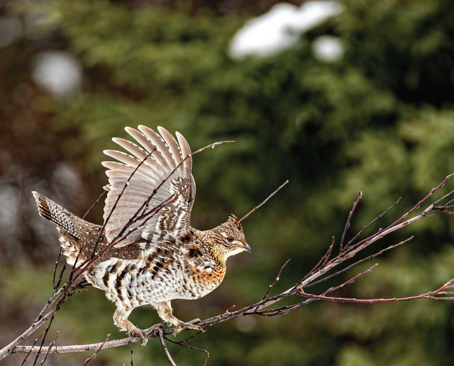 What is the Crazy Flight of Ruffed Grouse - History and Science