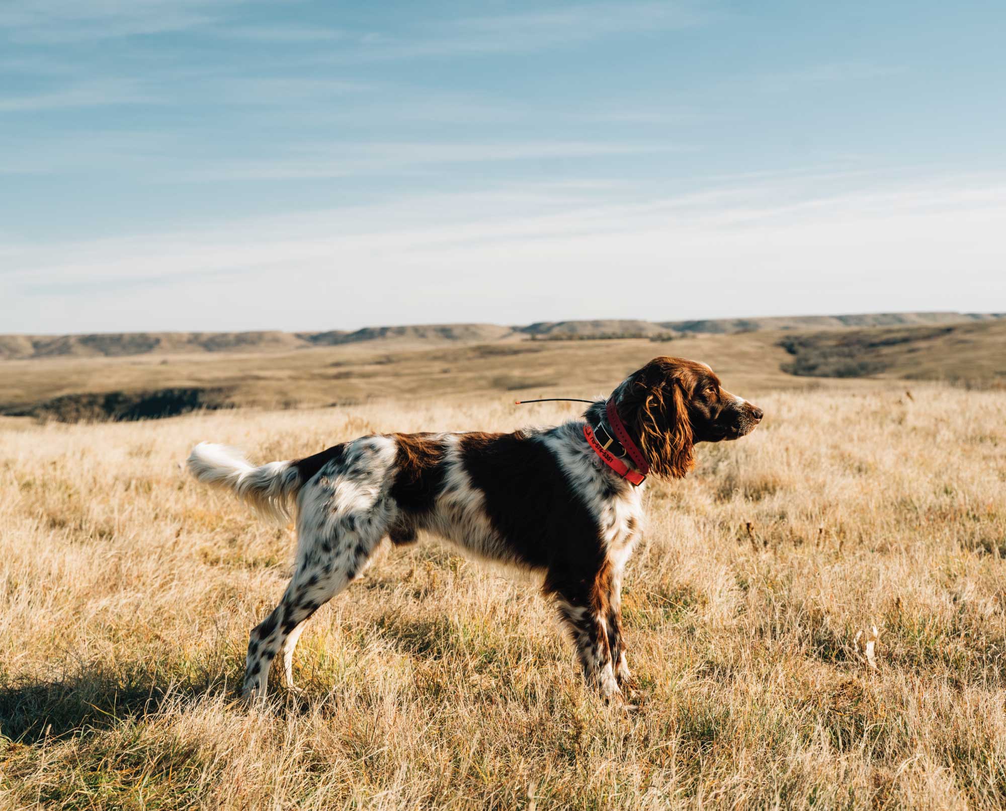 Deutsch Langhaar Of North America German Longhaired Pointer Deutsch Langhaar Of North America German Longhaired Pointer