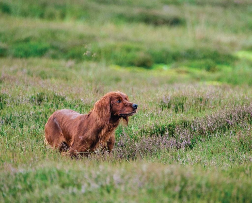 Learn the History of the Irish Red Setter - Project Upland Magazine