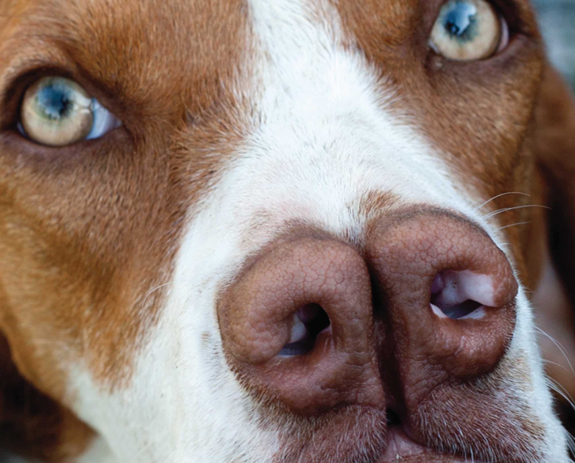 Double-Nosed-Pointer-nose-close-up - Project Upland
