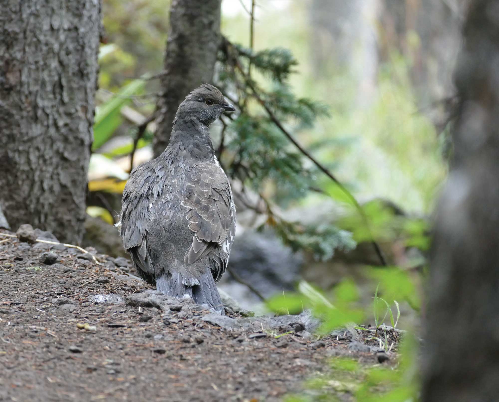 Dusky-Grouse-Arizona - Project Upland