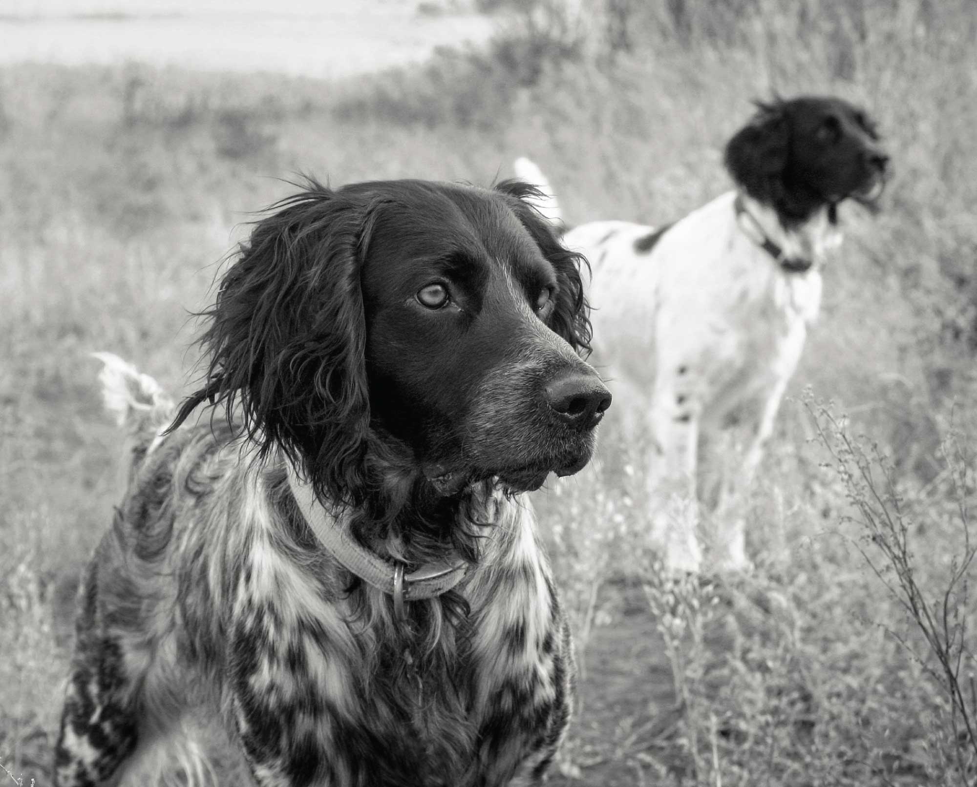 Pointing and Versatile Dog Breeds that Originated in Eastern Europe