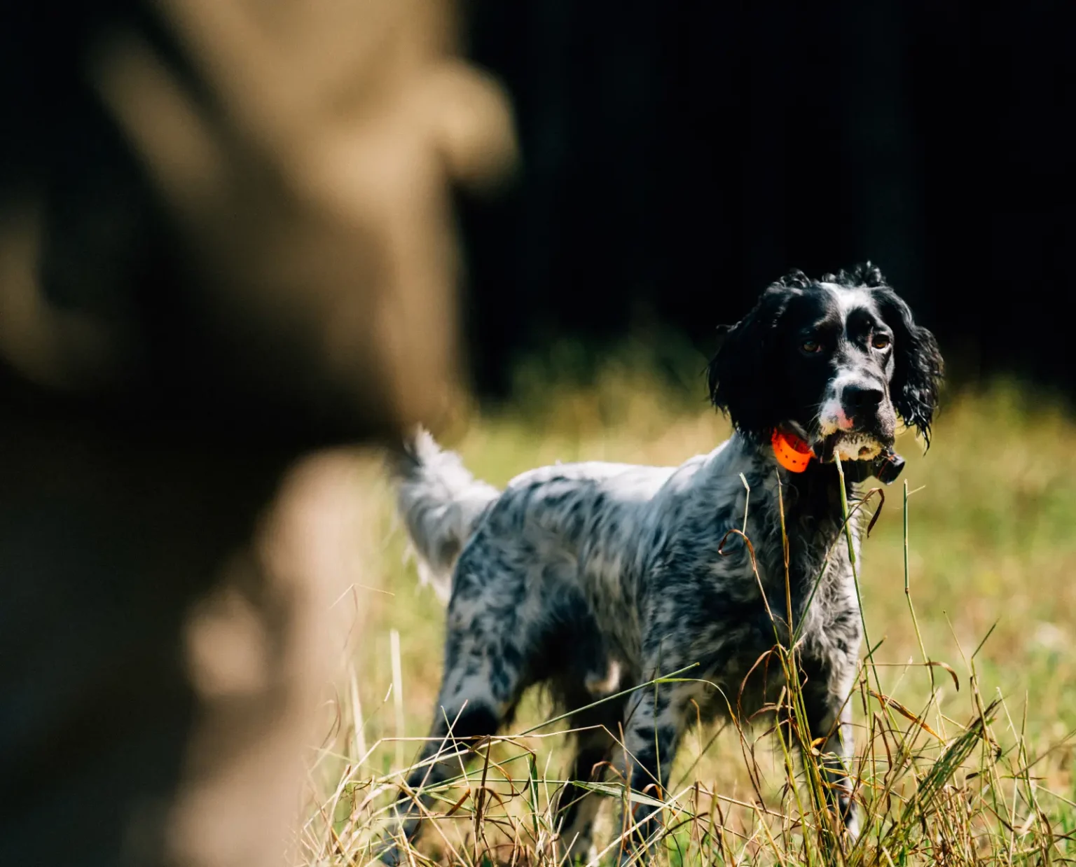 English Setter Dog Breed Information, Characteristics and History