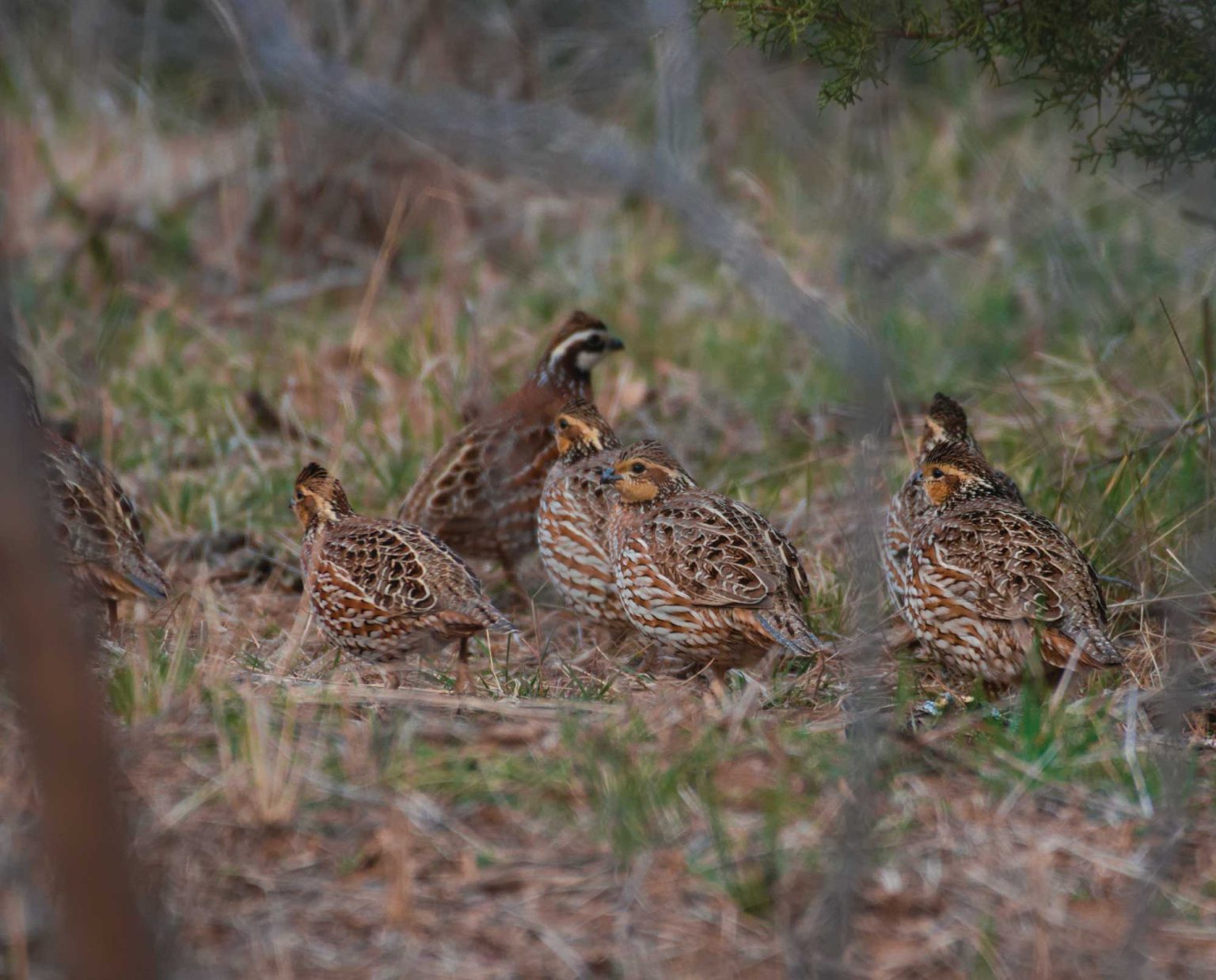 Bobwhite Quail Articles, Science, Conservation, and Hunting