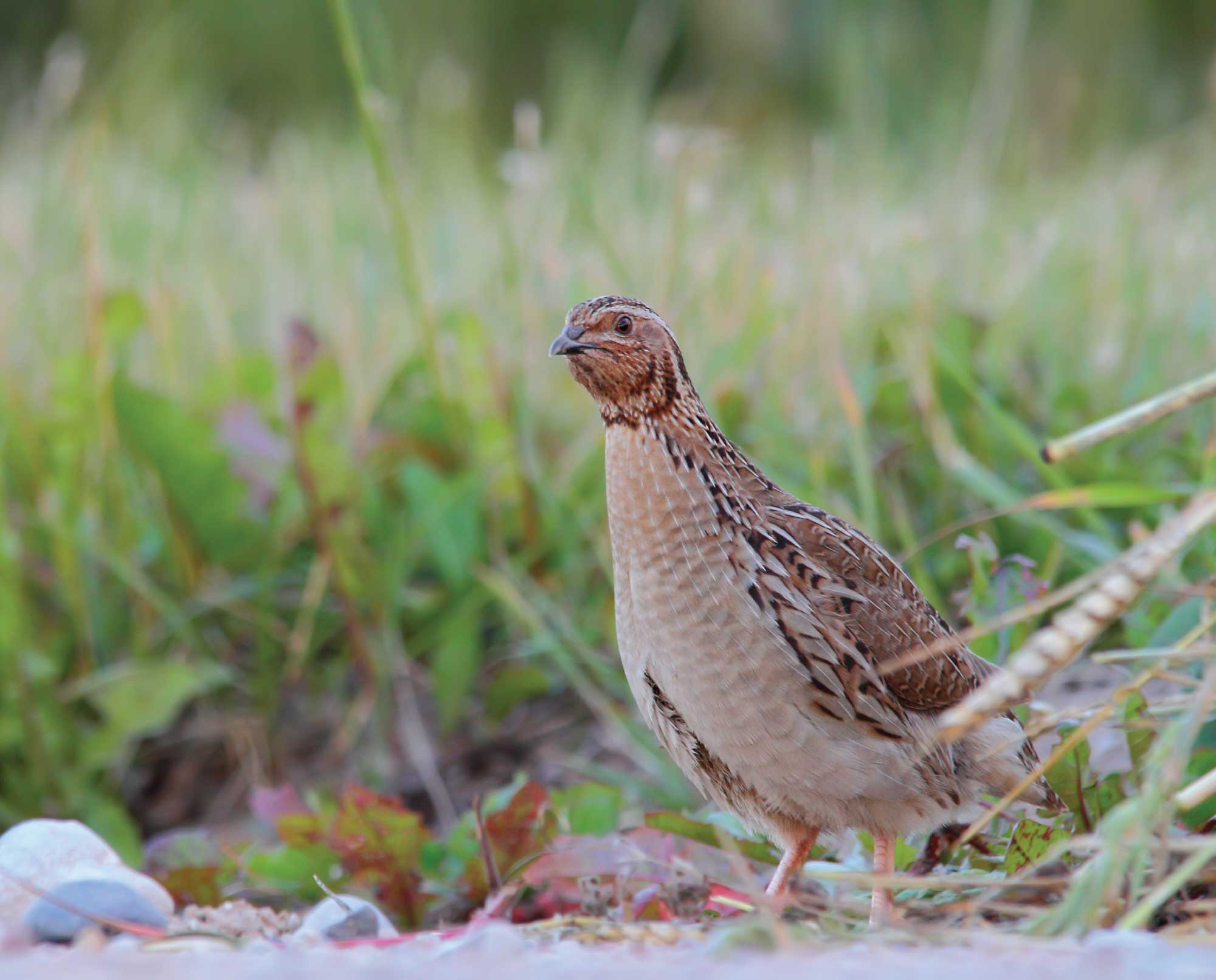 European-Quail-Coturnix-Coturnix - Project Upland