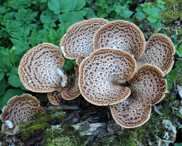 Foraging for Pheasant Back Mushrooms - Project Upland