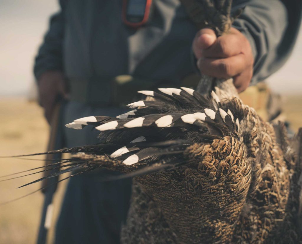 Upland Bird Hunting in Alberta: Grouse, Ptarmigan, And More - Project ...