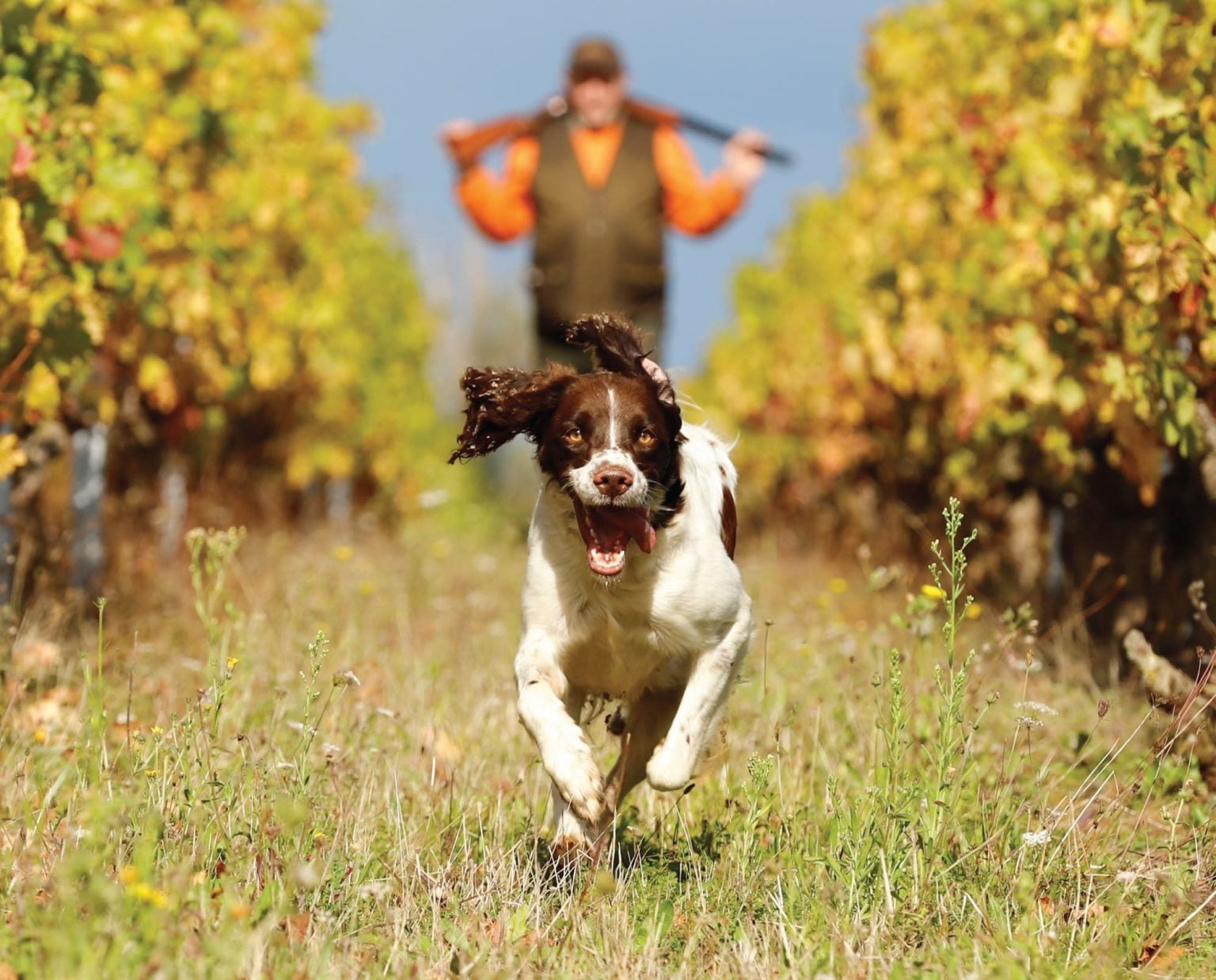 French Spaniel Guide: The Graceful Pointing Breed of France