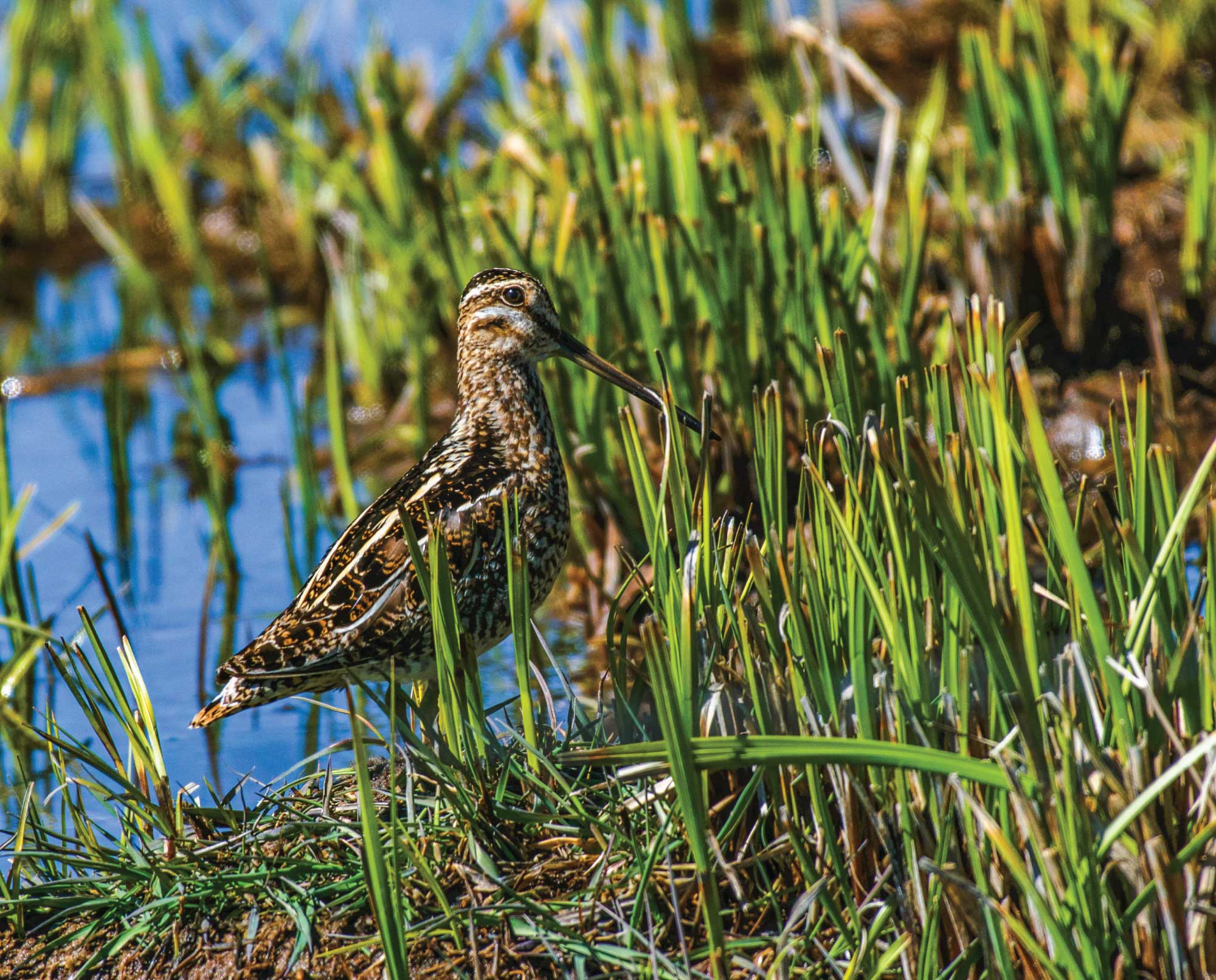 Proper Gear for Snipe Hunting - Project Upland Magazine