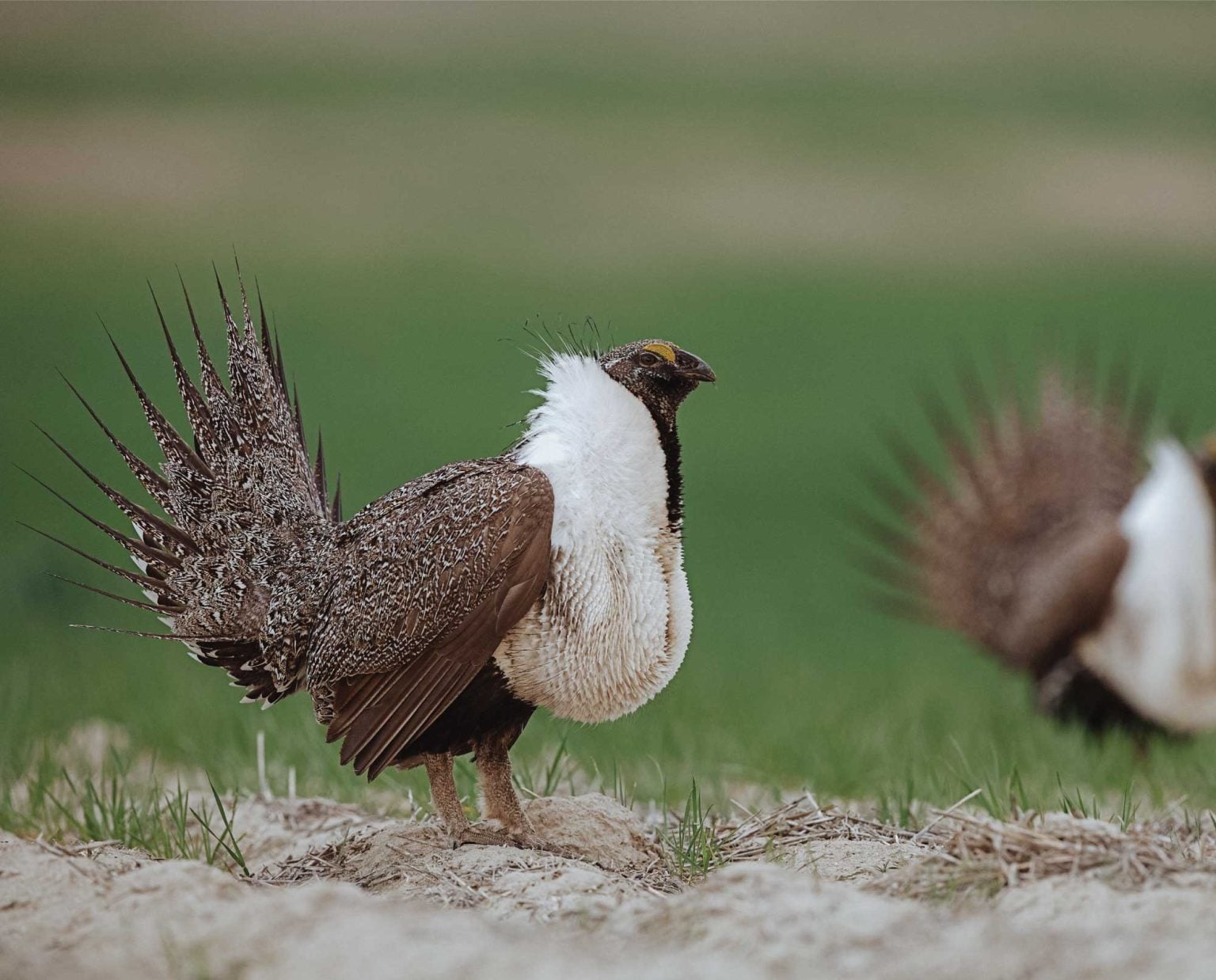 Greater Sage-Grouse (Centrocercus Urophasianus) - History and Biology
