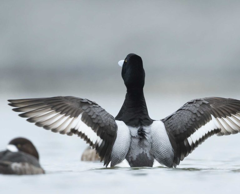 Delicious Canada Goose Breast Recipe: A Game Changer