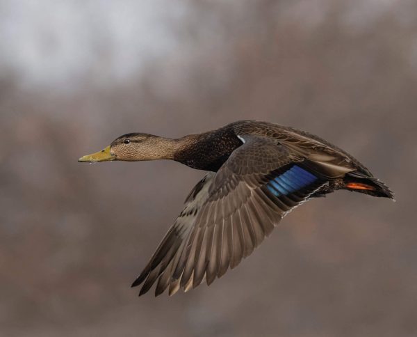 A Guide to Hunting Black Ducks - Project Upland