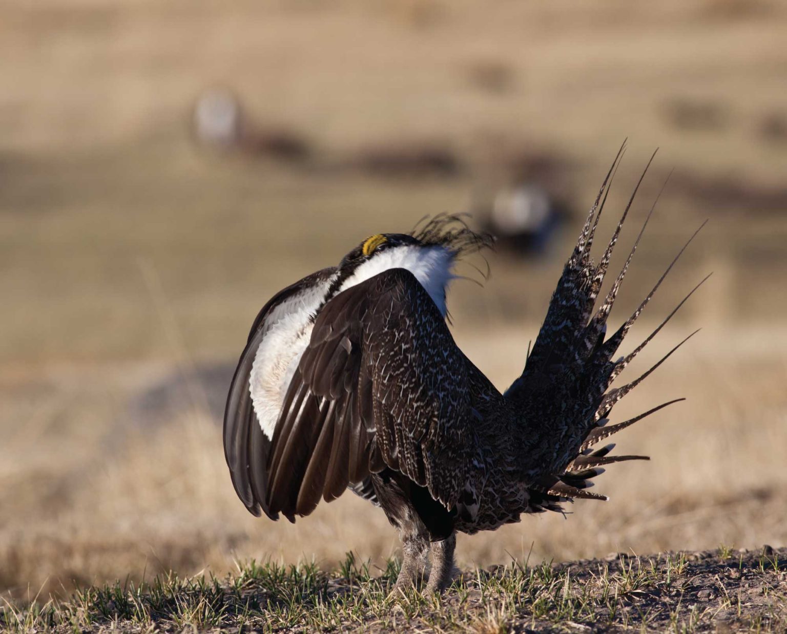 Gunnison Sage-grouse, Identification, Conservation, and Habitat