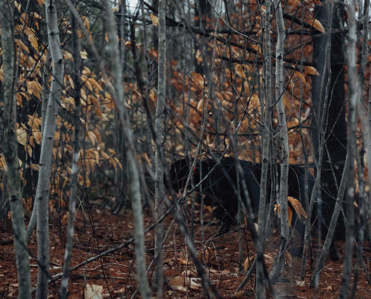 Mountain Feist, Treeing Feist - A Look at Squirrel Hunting Dogs