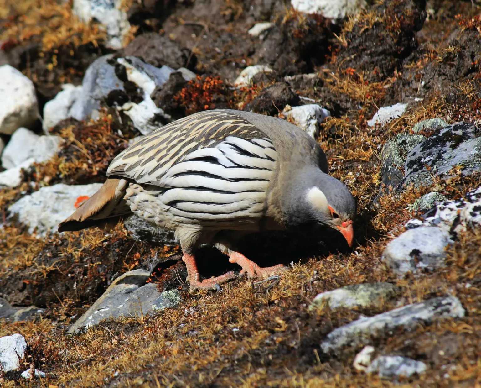 Himalayan Snowcock (Tetraogallus himalayensis) - Non-Native Game Bird