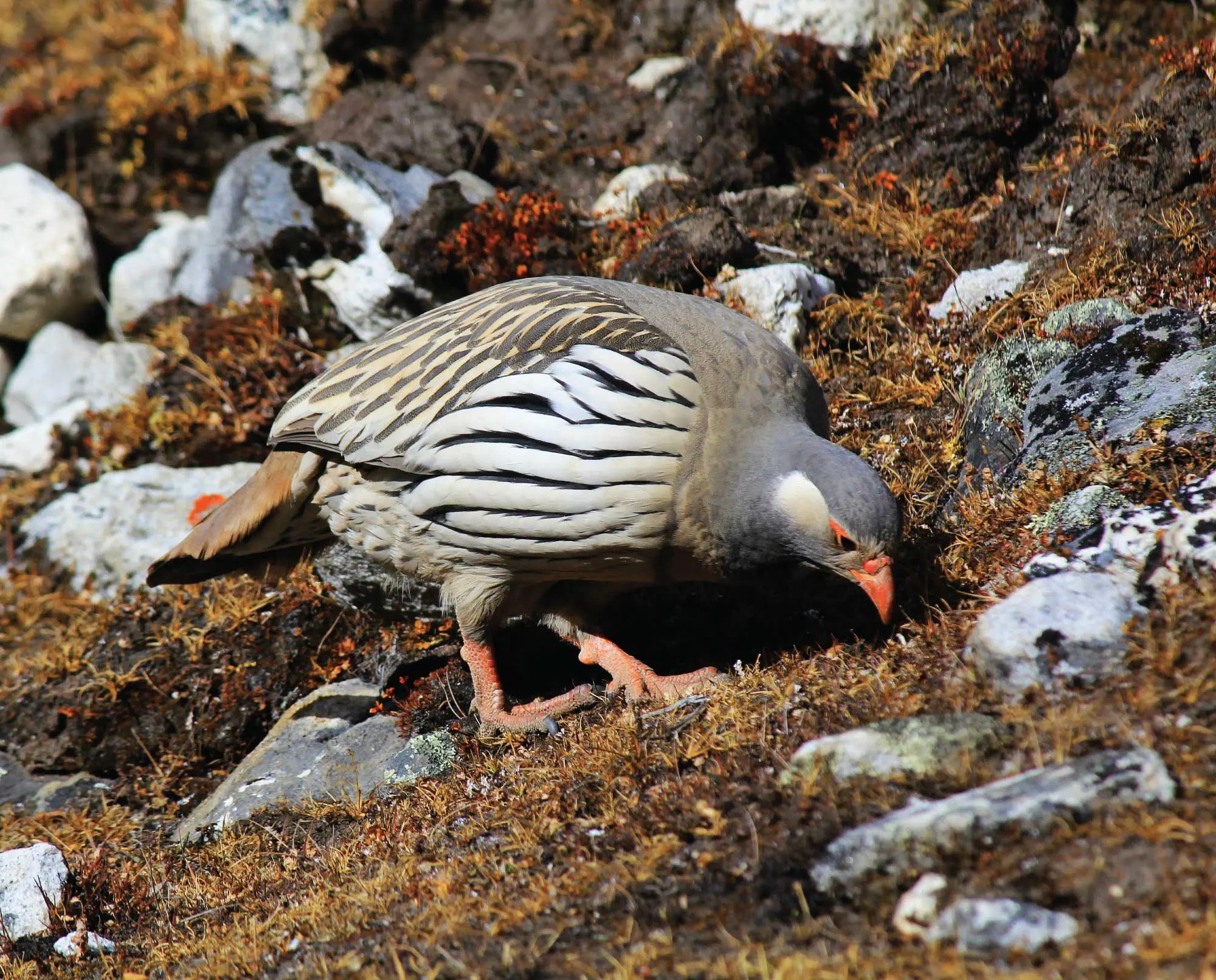 Himalayan Snowcock (Tetraogallus himalayensis) - Non-Native Game Bird