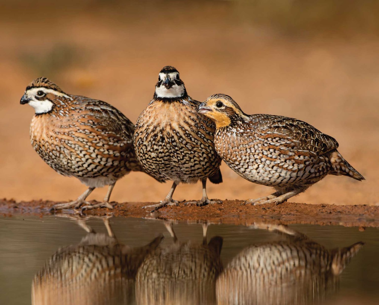 Bobwhite Quail Articles, Science, Conservation, and Hunting