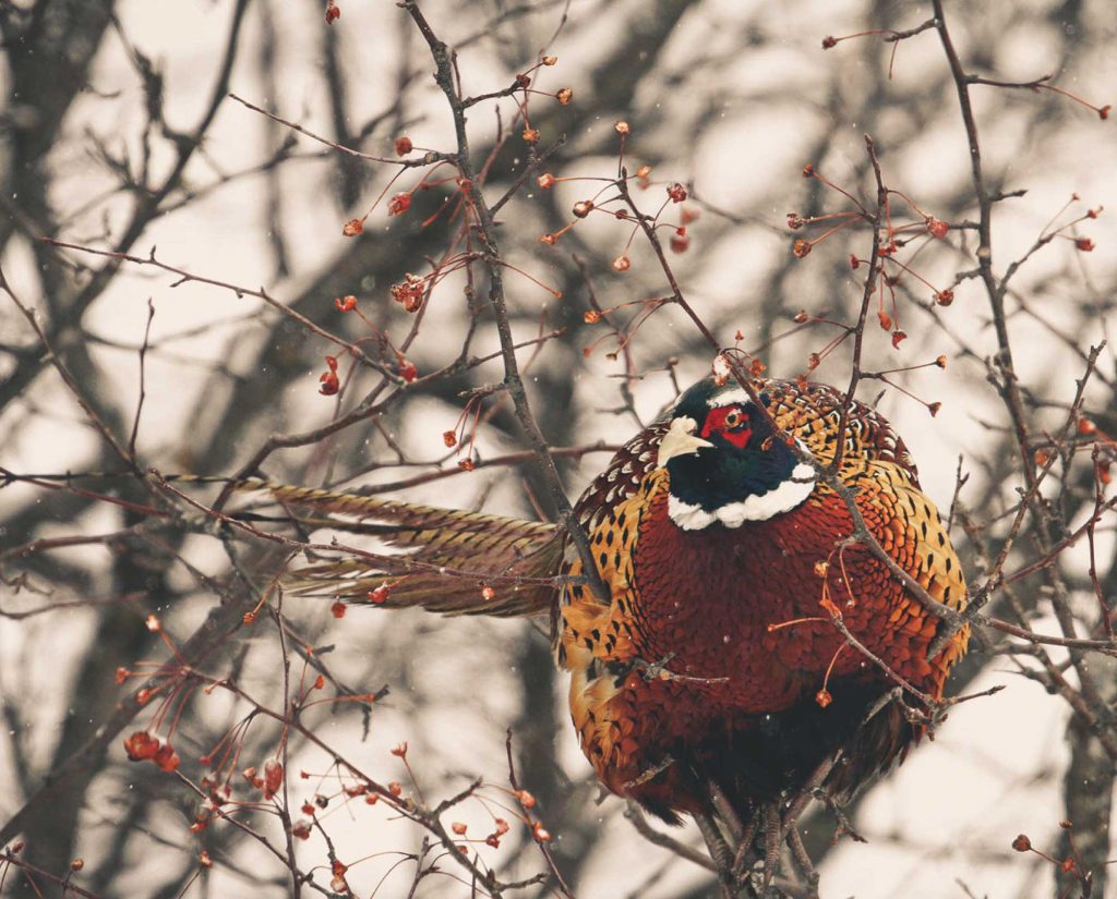 How Tough is a Rooster Pheasant? - Project Upland Magazine