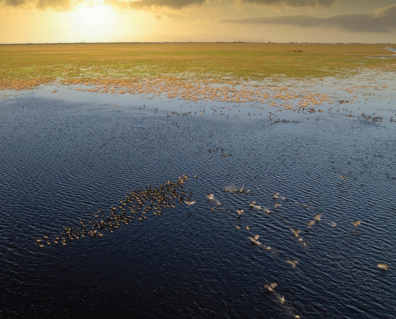 Mastering E-Scouting for Ducks - Waterfowl Hunting