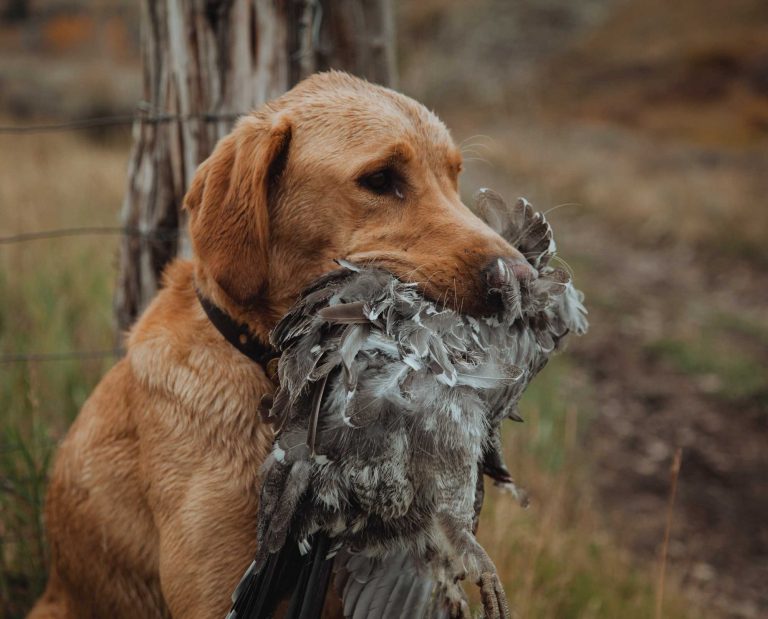 Complete Guide to Blue Grouse Hunting - Dusky and Sooty Grouse