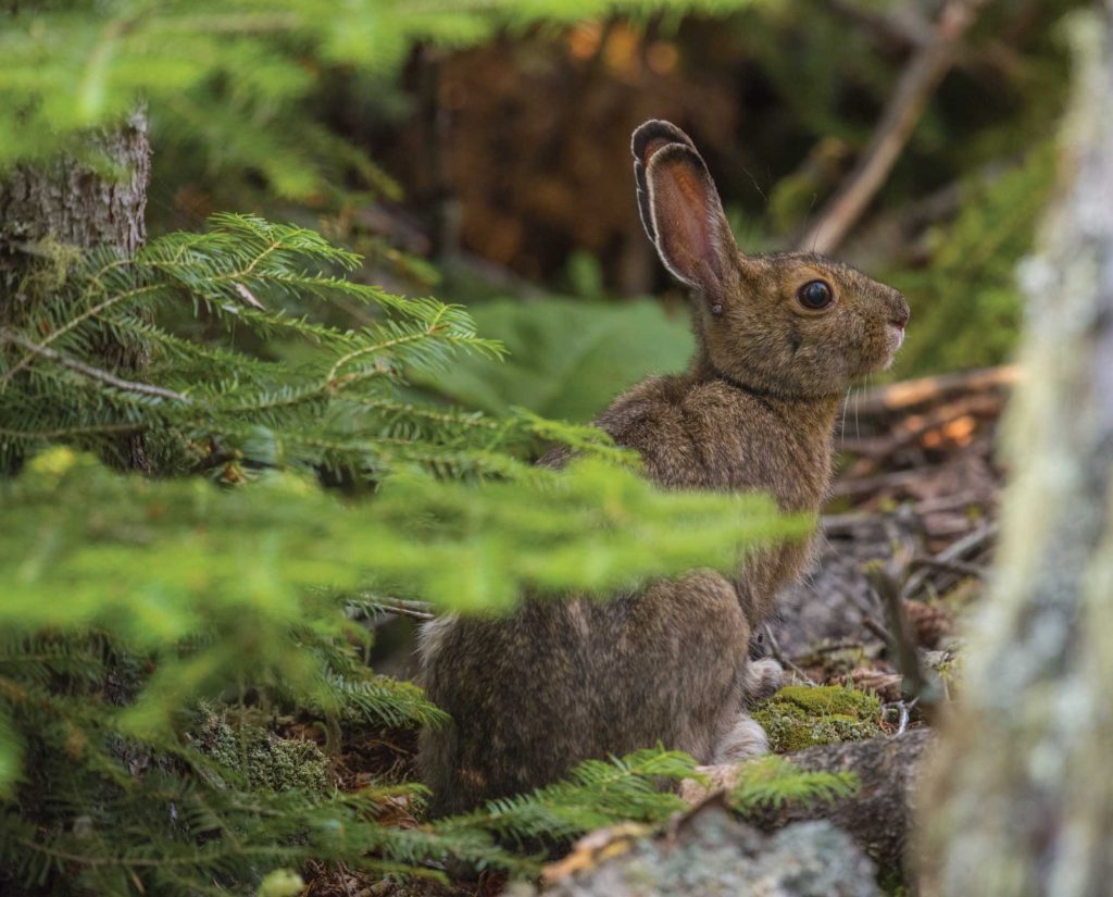 Rabbit and Hare Hunting Articles, How-To, Gear, Hounds, Tactics