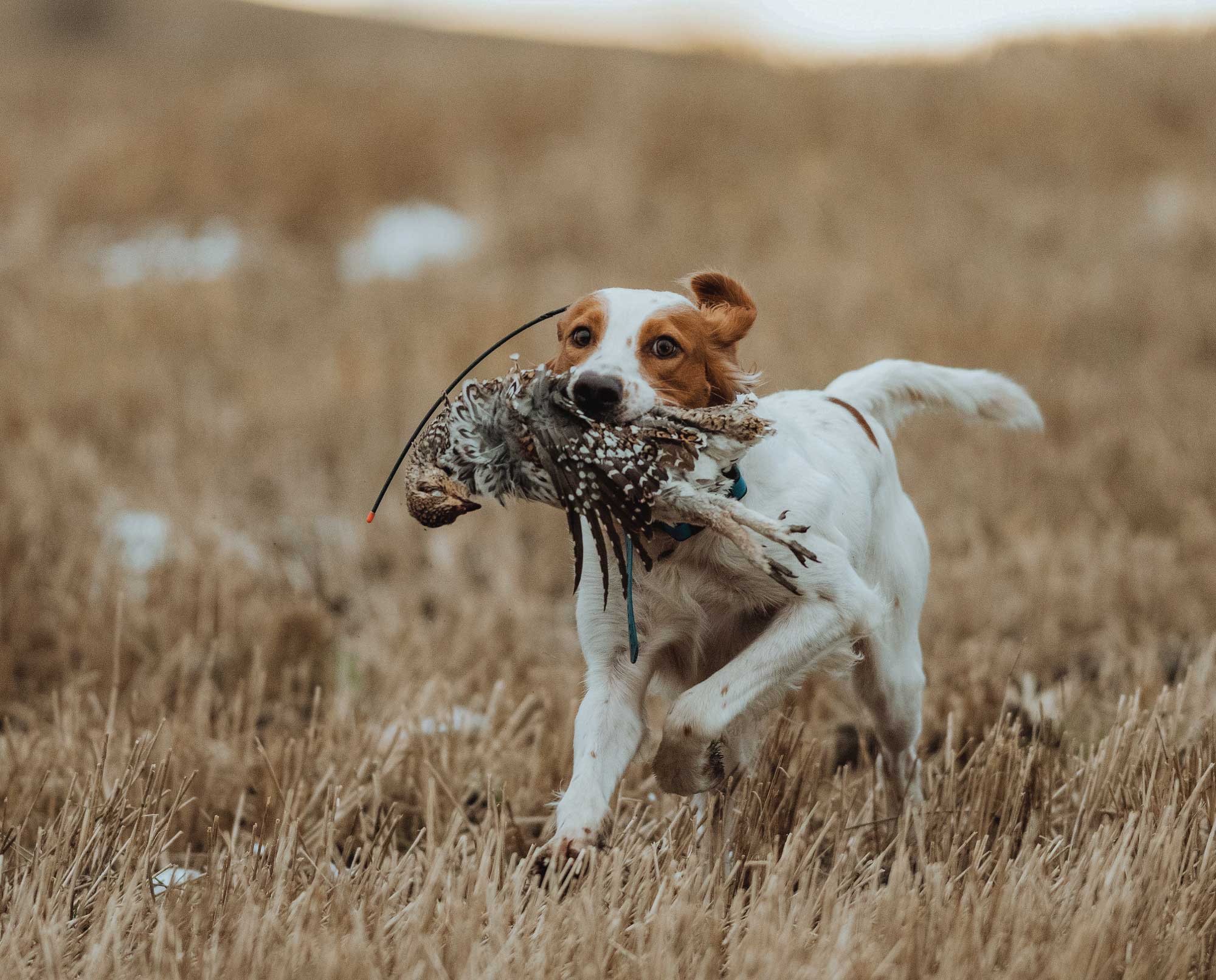 How-to-Identify-the-Difference-in-Prairie-Grouse-on-the-Hunt-3 ...