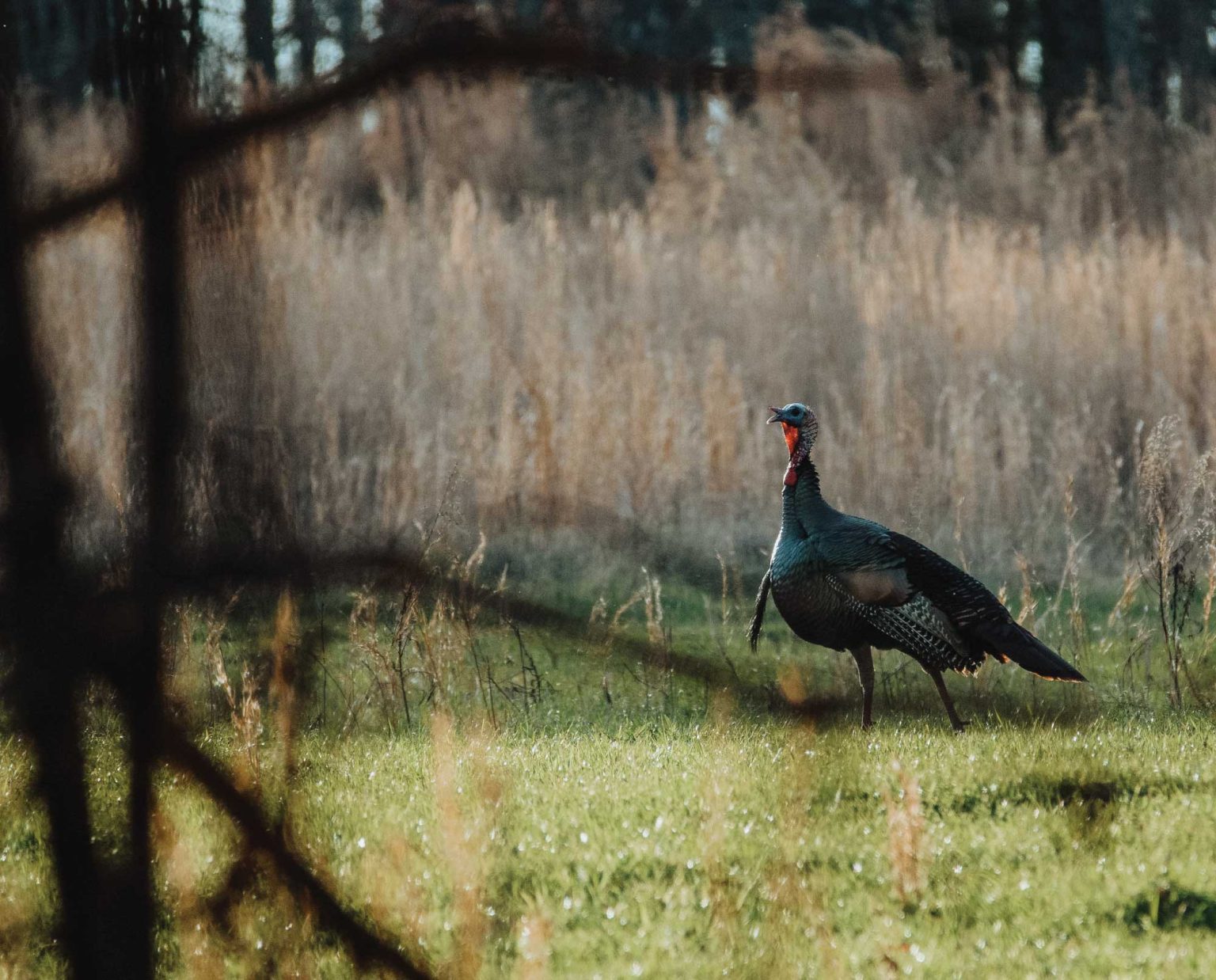 A Guide to Wild Turkeys in Ontario