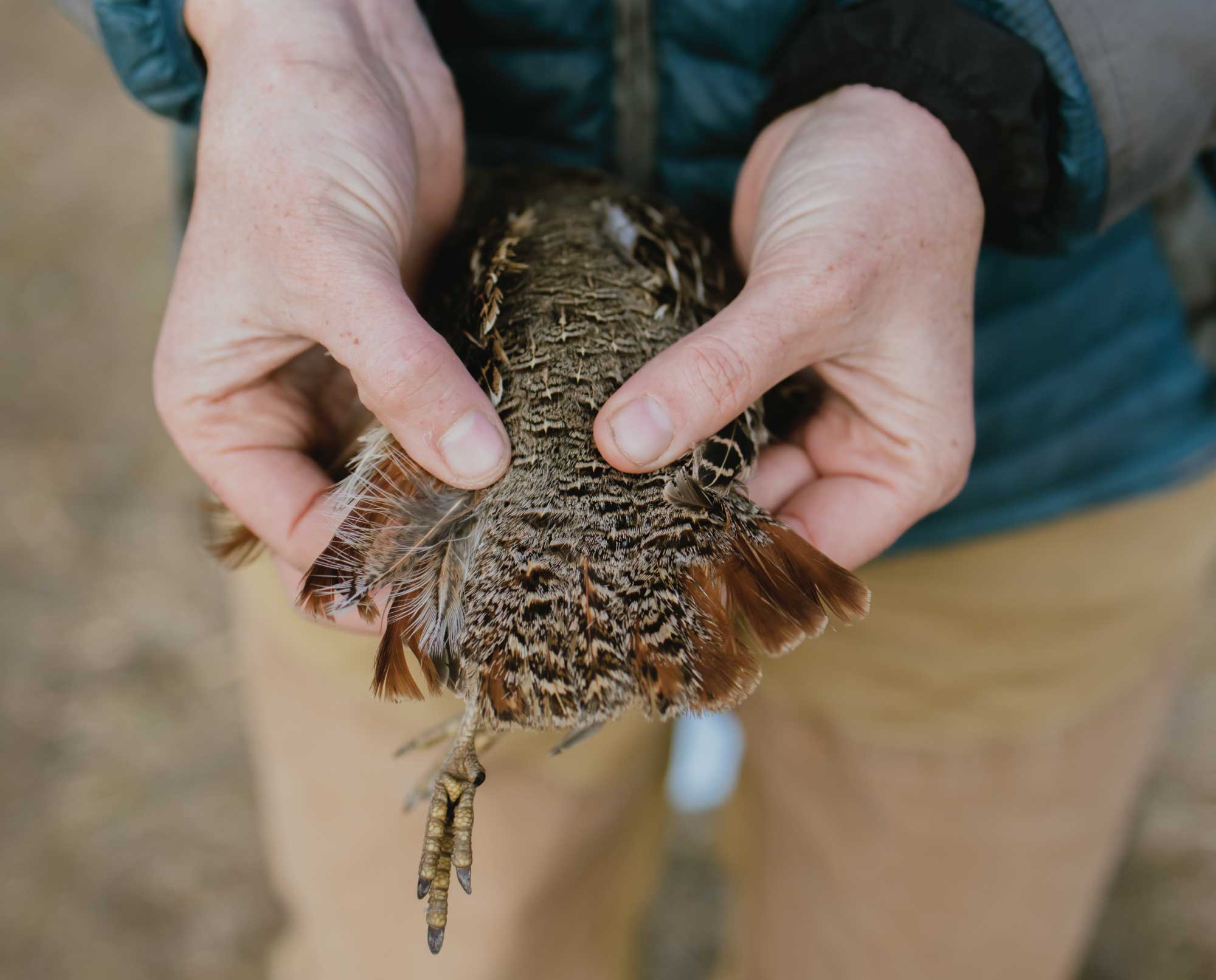 Hungarian-partridge-hunting-Washington - Project Upland
