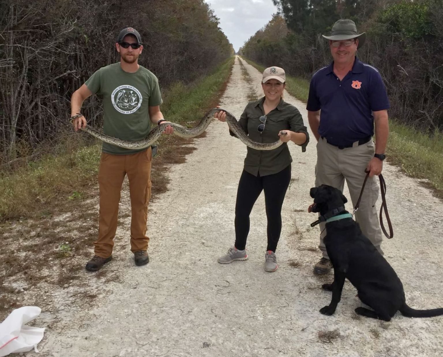 Hunting Dogs Used to Target Florida's Invasive Pythons - Project Upland
