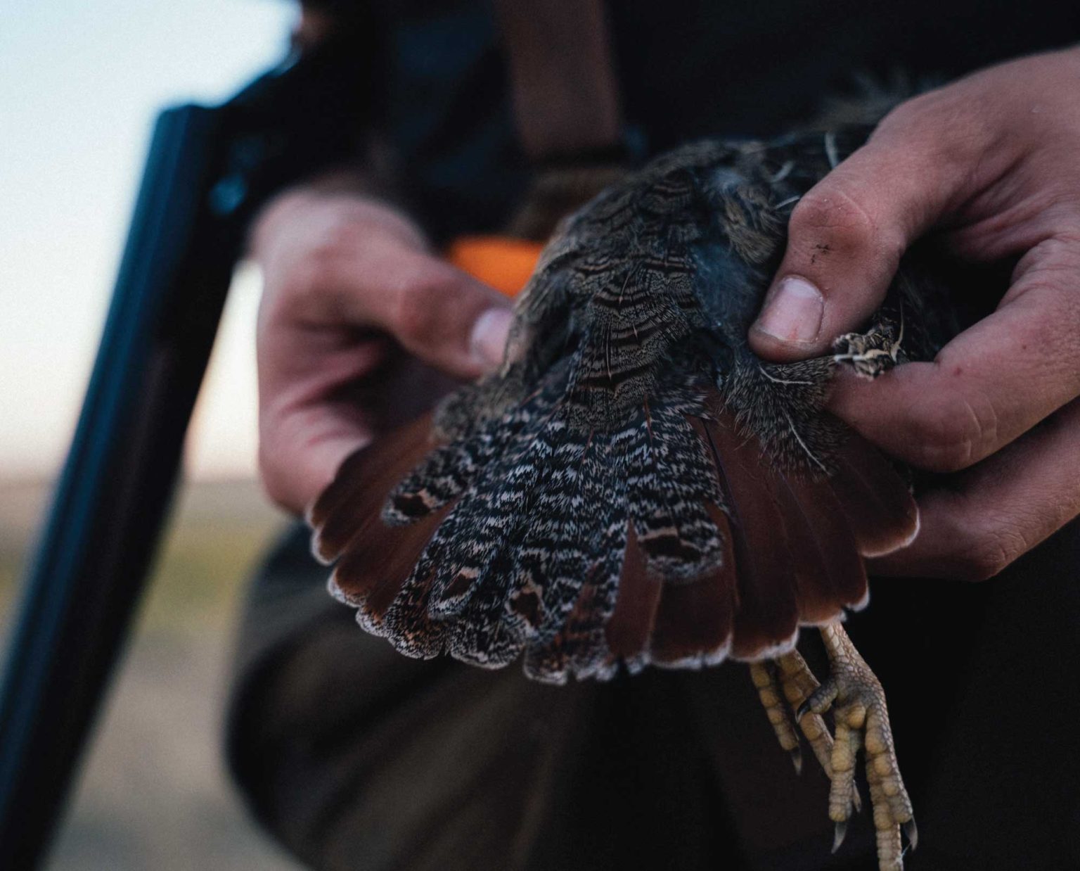 Bird Hunting in Nevada, Quail, Chukar, Grouse, Snowcock, Pheasant